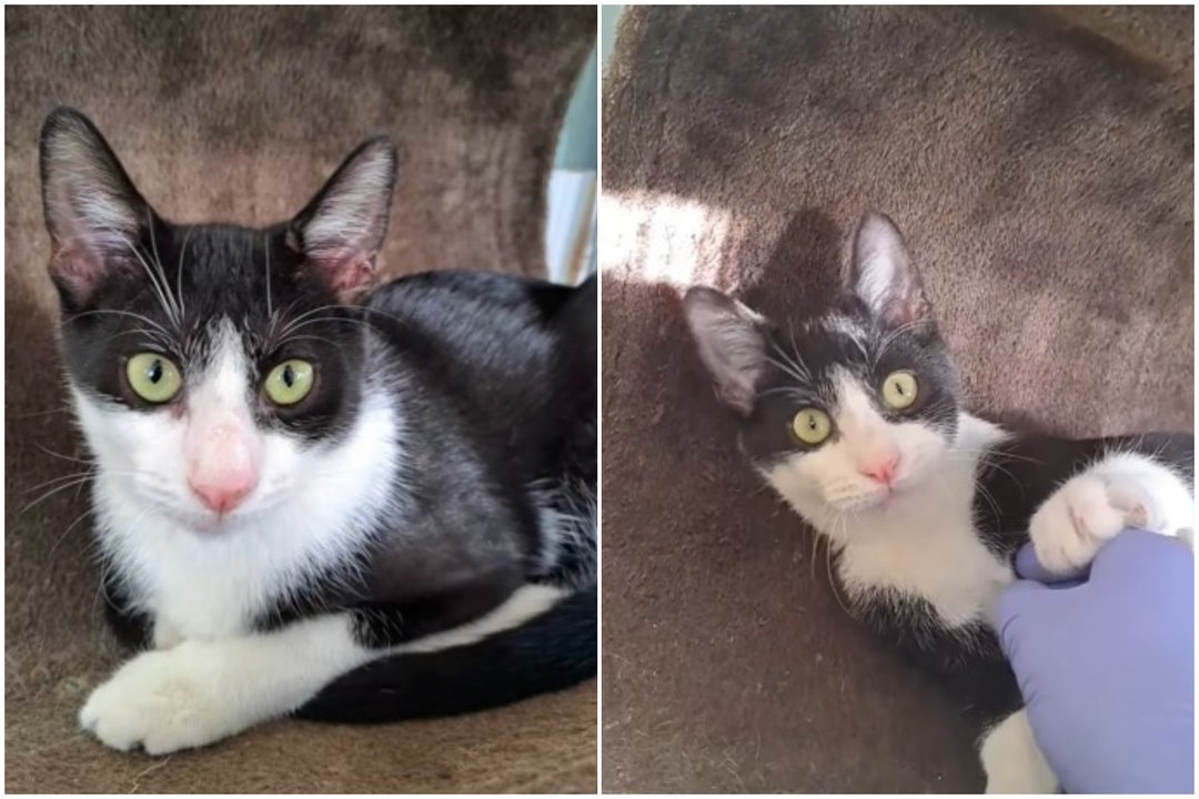 Jaunas, bet jau likimo paženklintas katinėlis ieško namų: išsiskiria ...