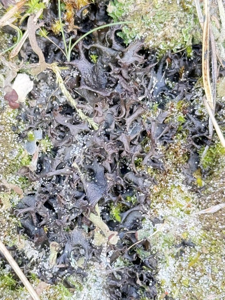 Kuršių nerijoje vėl aptiktas labai retas augalas: Lietuvoje jis auga ...