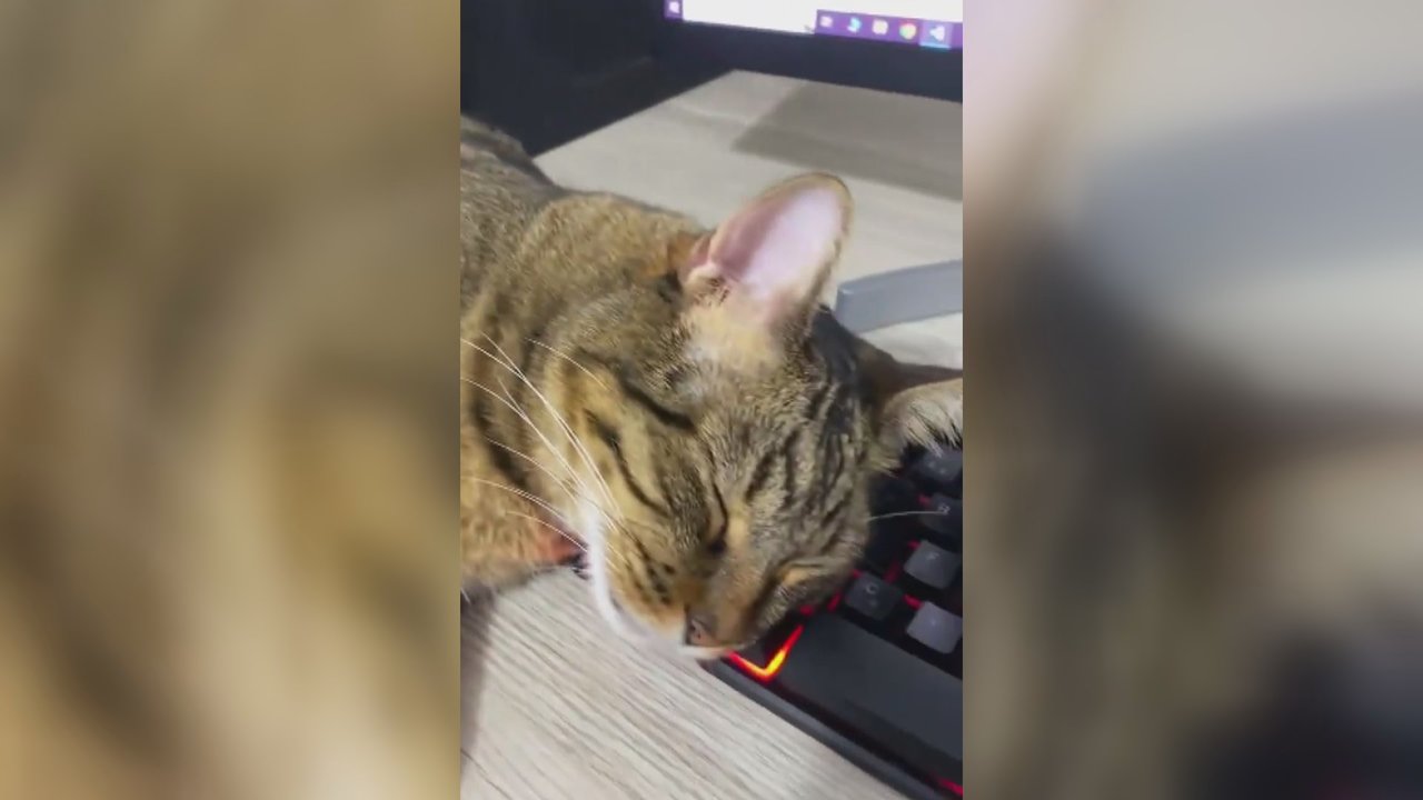 Saldus keturkojo miegas privers nusišypsoti: pamatykite, kaip išreiškė ...