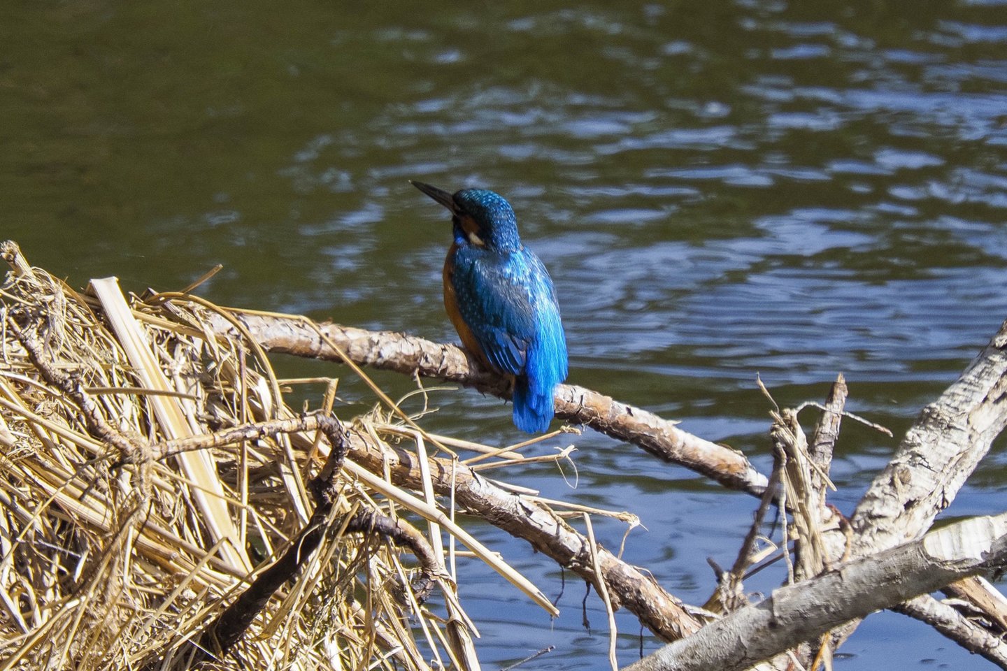 Fotografo objektyve – vienas gražiausių Lietuvos paukščių: spalvų ...