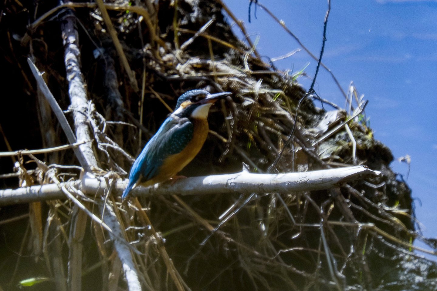 Fotografo objektyve – vienas gražiausių Lietuvos paukščių: spalvų ...