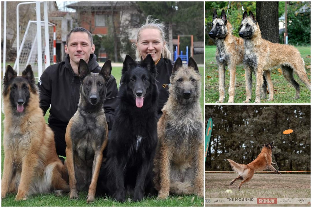 Rutkauskų šeimos širdis ir namus užvaldė belgų aviganiai: į Lietuvą ...