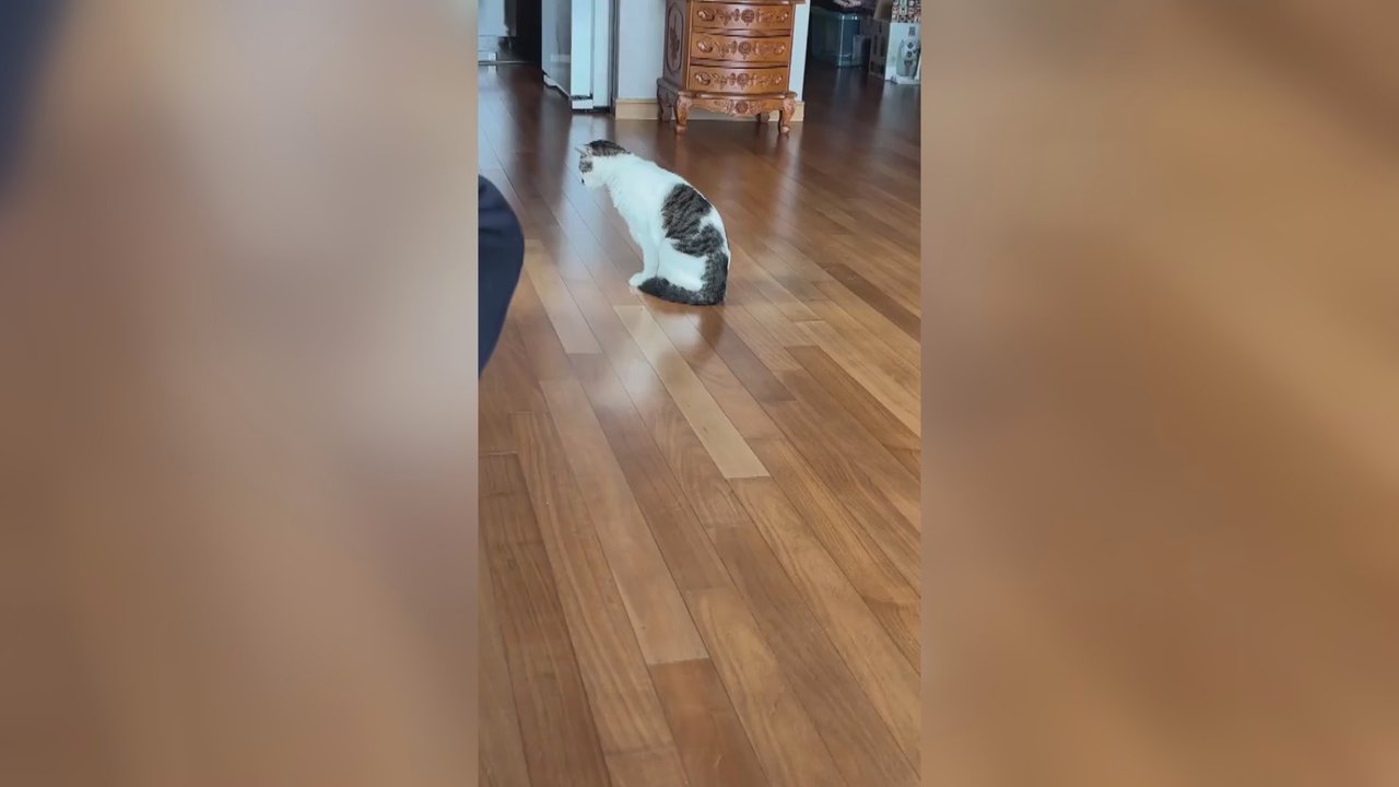 Žaidimai su uodega baigėsi triuku: katinas priminė tikrą akrobatą