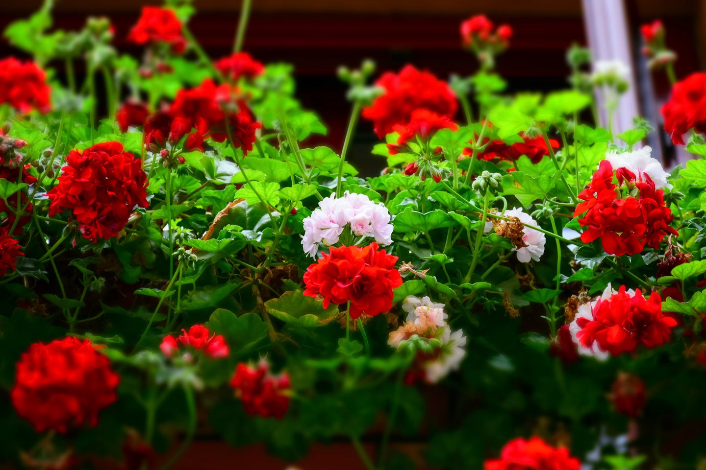 Pelargonijos žydės iki šalnų: jokių priežiūros paslapčių, tik keli ...