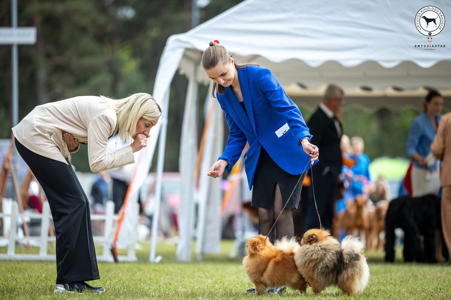 Tarptautinėje šunų parodoje pajūryje – Aliaskos malamuto iš Lietuvos ir ...