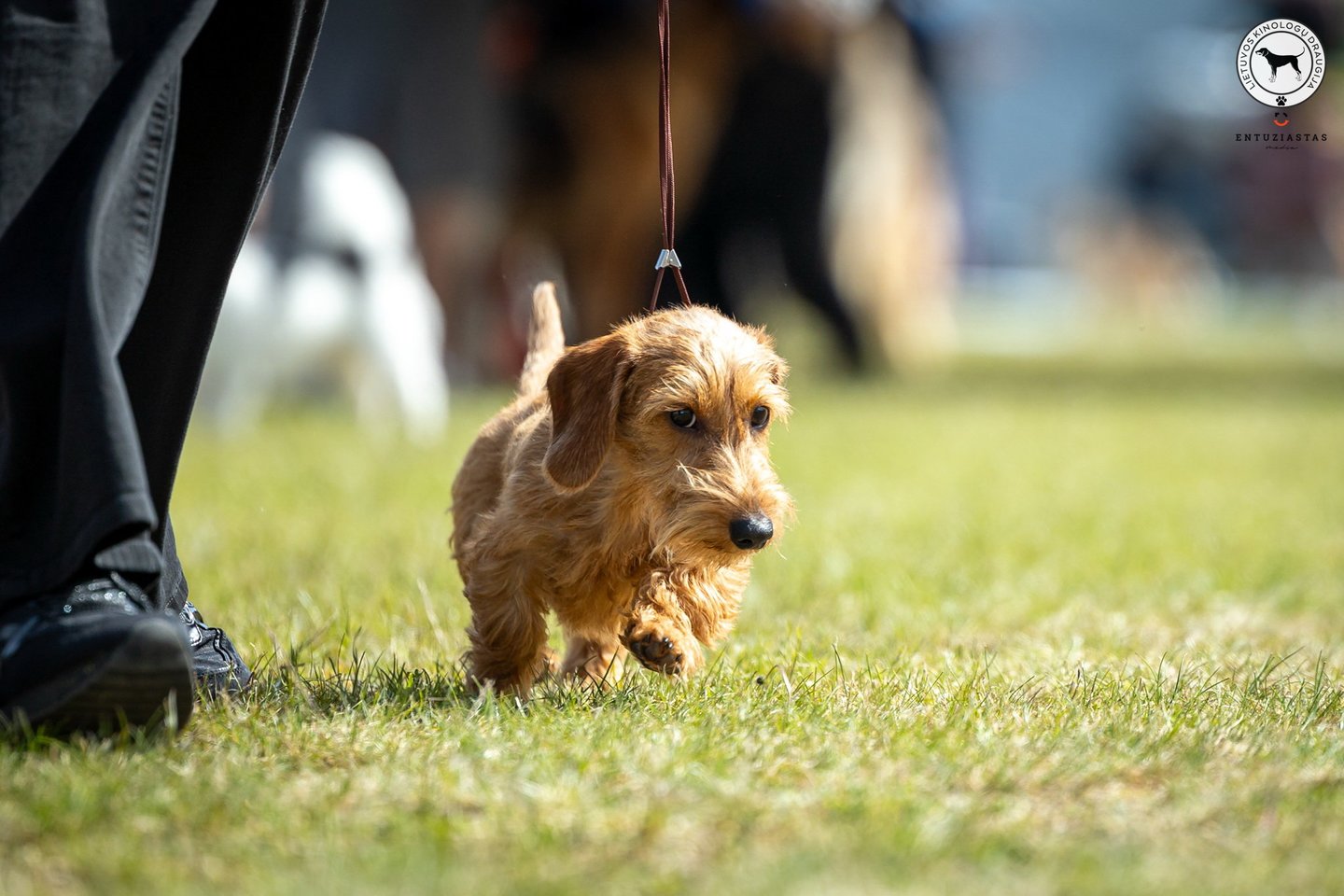 Tarptautinėje šunų parodoje pajūryje – Aliaskos malamuto iš Lietuvos ir ...