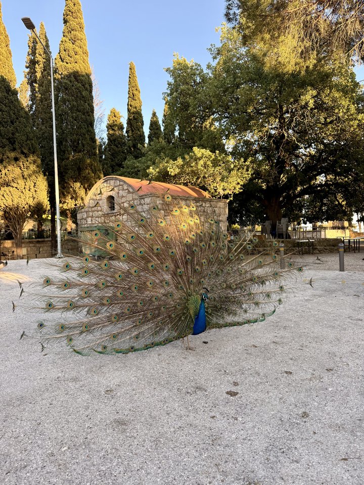 L. Pobedonoscevo savaitgalis Rodo saloje: privati vila su baseinu ir ...