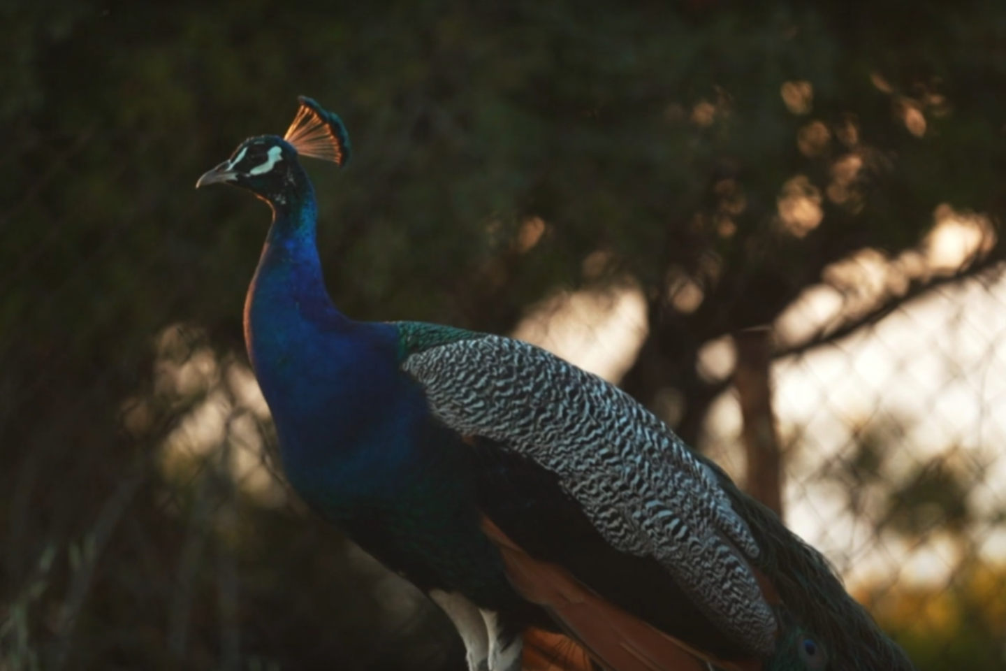 L. Pobedonoscevo savaitgalis Rodo saloje: privati vila su baseinu ir ...