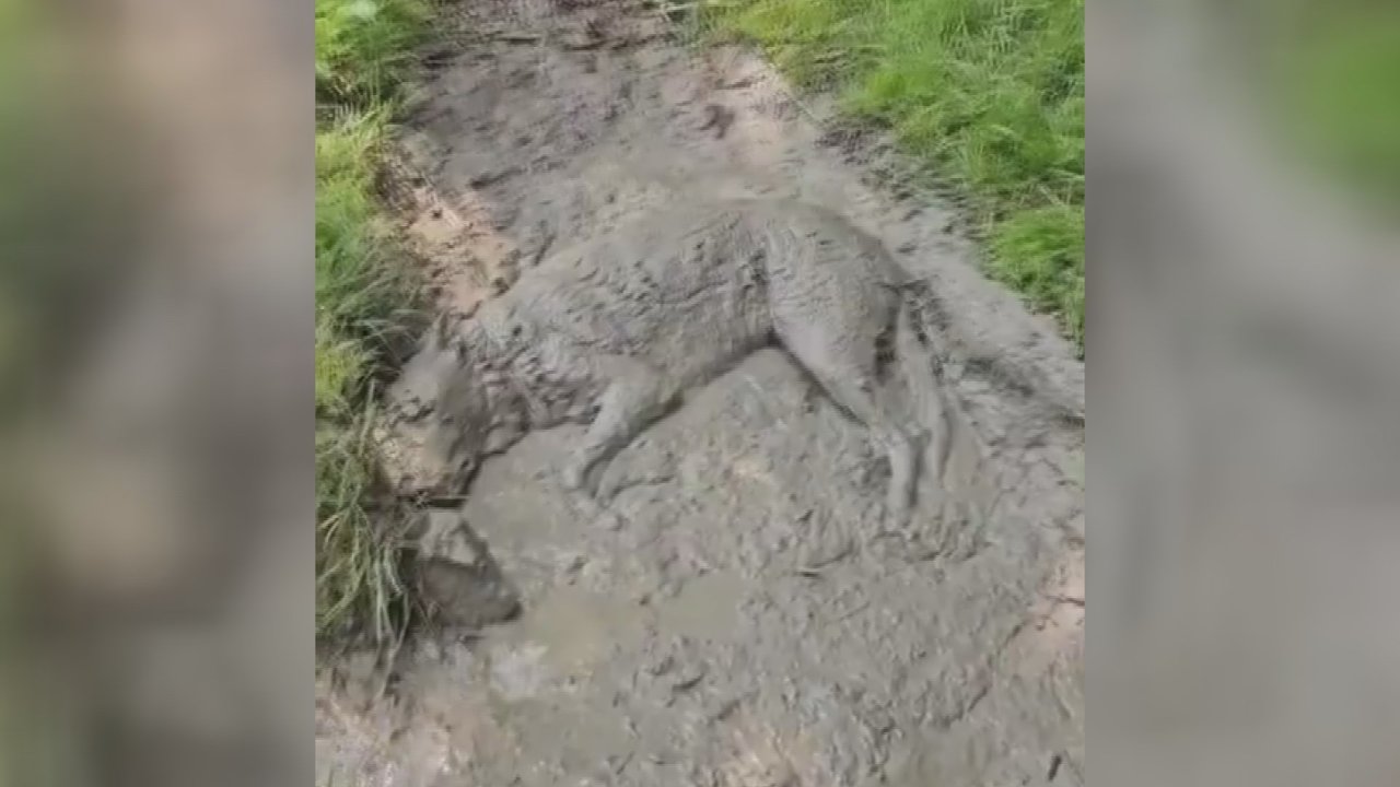Pamačius tokį vaizdelį reikėtų pasikrapštyti akis: šuo prasmego purvo ...