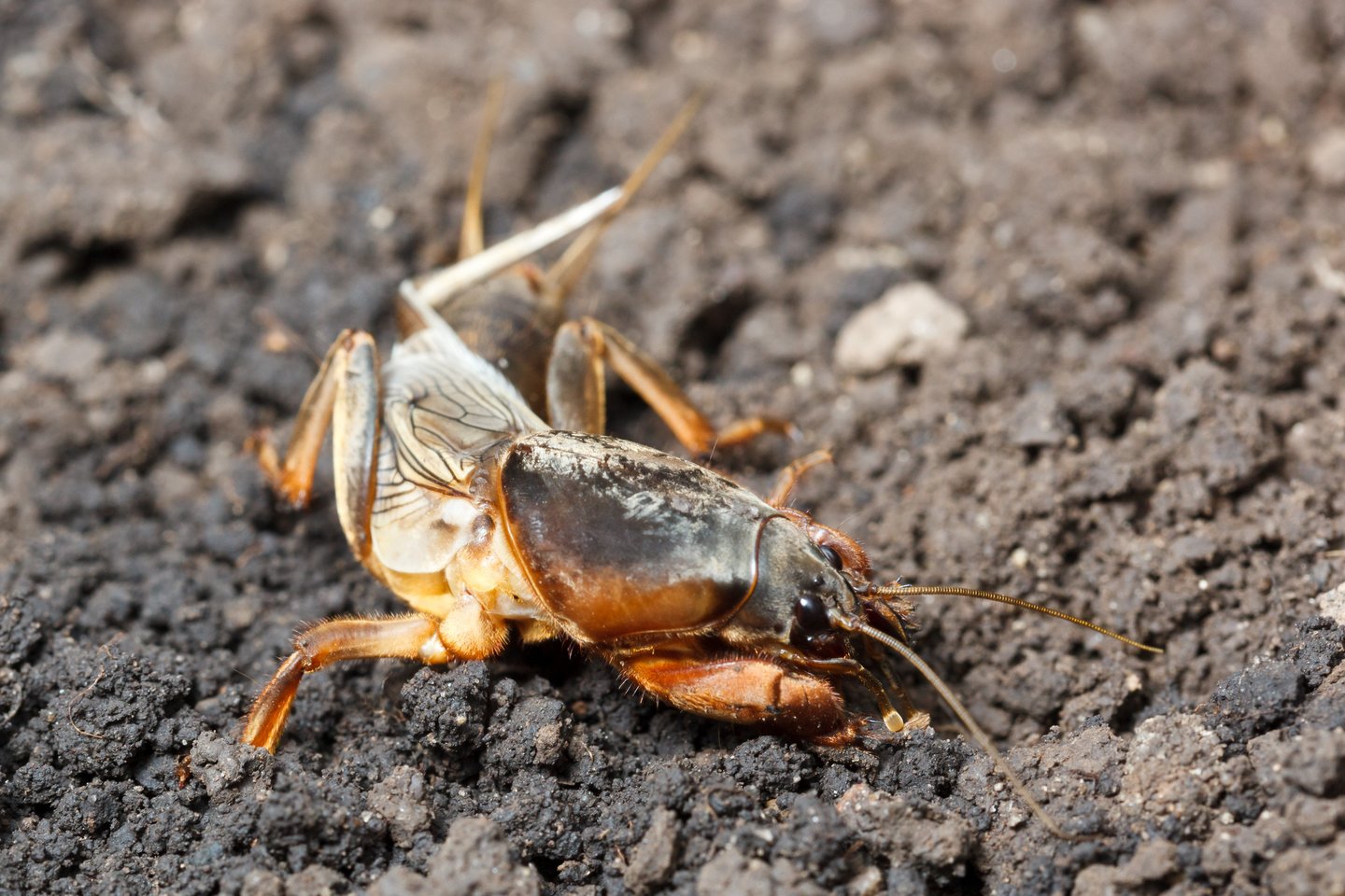 Sodų siaubas kurklys nesnaudžia – sunaikina viską: Irena atskleidė dar ...