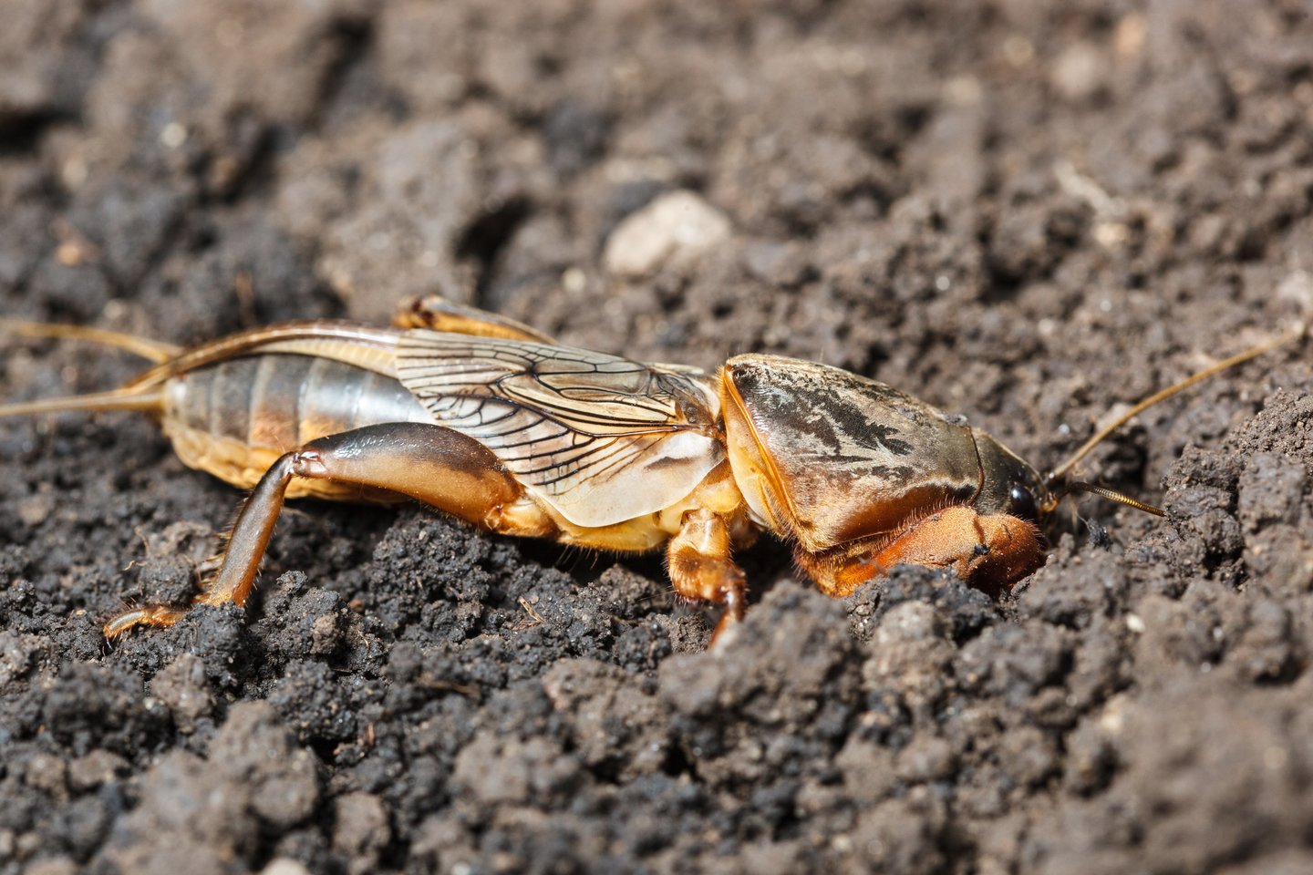 Sodų siaubas kurklys nesnaudžia – sunaikina viską: Irena atskleidė dar ...