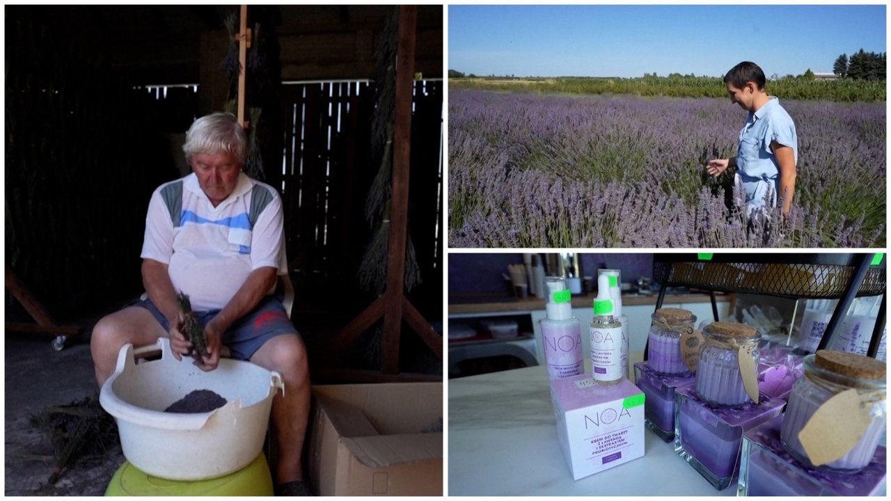 Lenkijoje levandų laukai nusidažė violetine spalva: ūkininkai kuo ...
