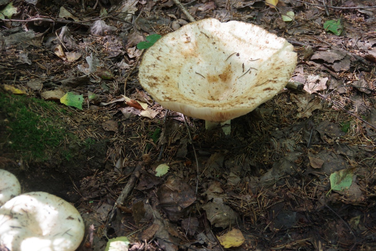 Artūras vienoje vietoje aptiko tai, ko kito nerastų net ieškodami: šie ...