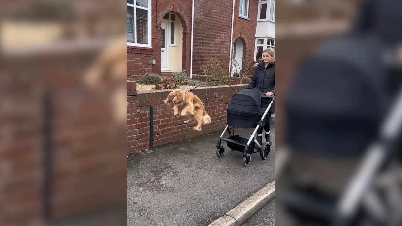 Kiekvienas žingsnis – naujas šuolis: keturkojis primins visai kitą gyvūną