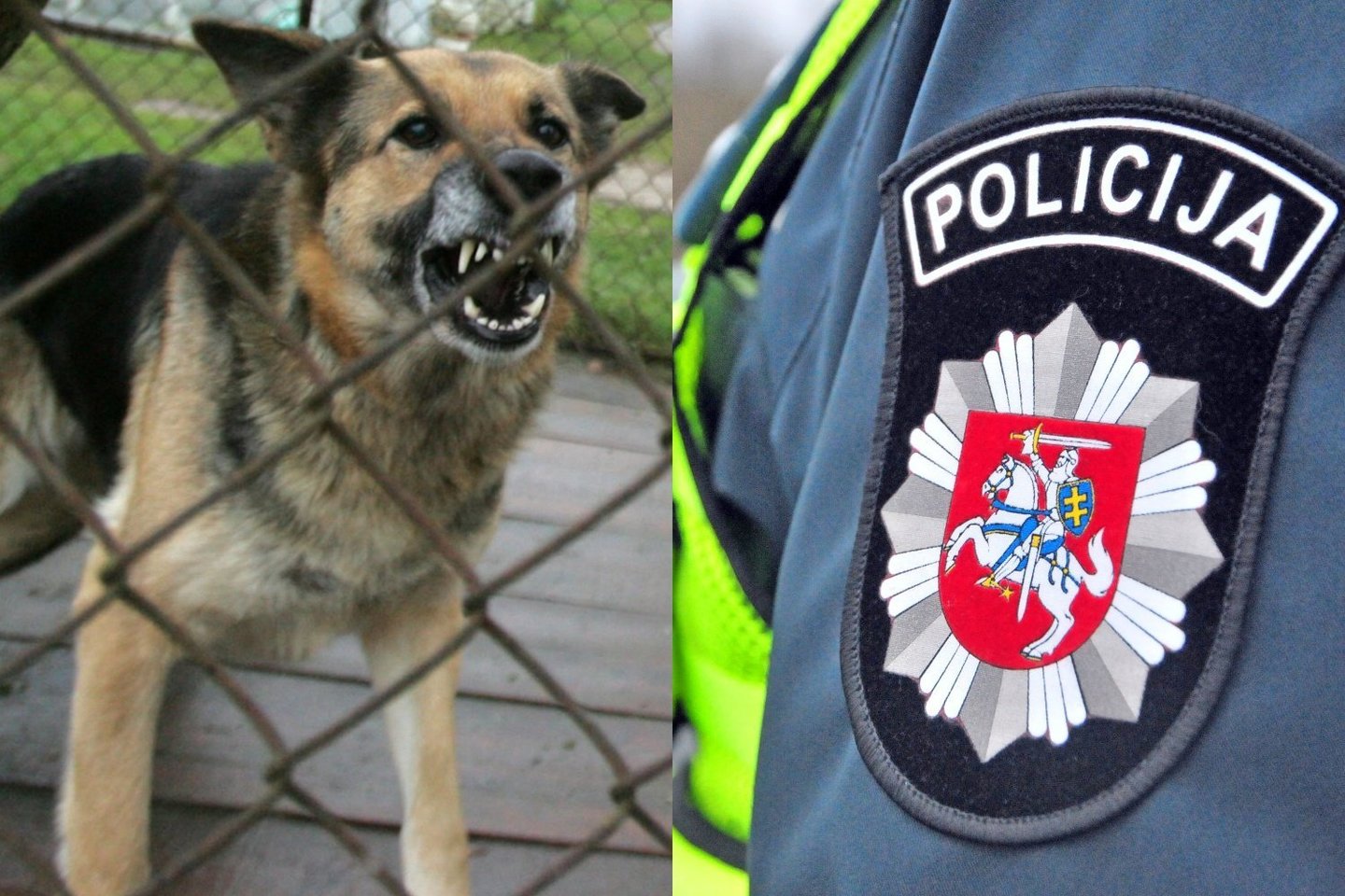 Šakių r. šuo užpuolė ir žiauriai apkandžiojo mažametį berniuką: vaikas ...